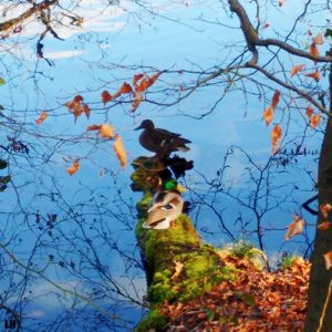 Lee & Stort Navigations - CanalsOnline Magazine