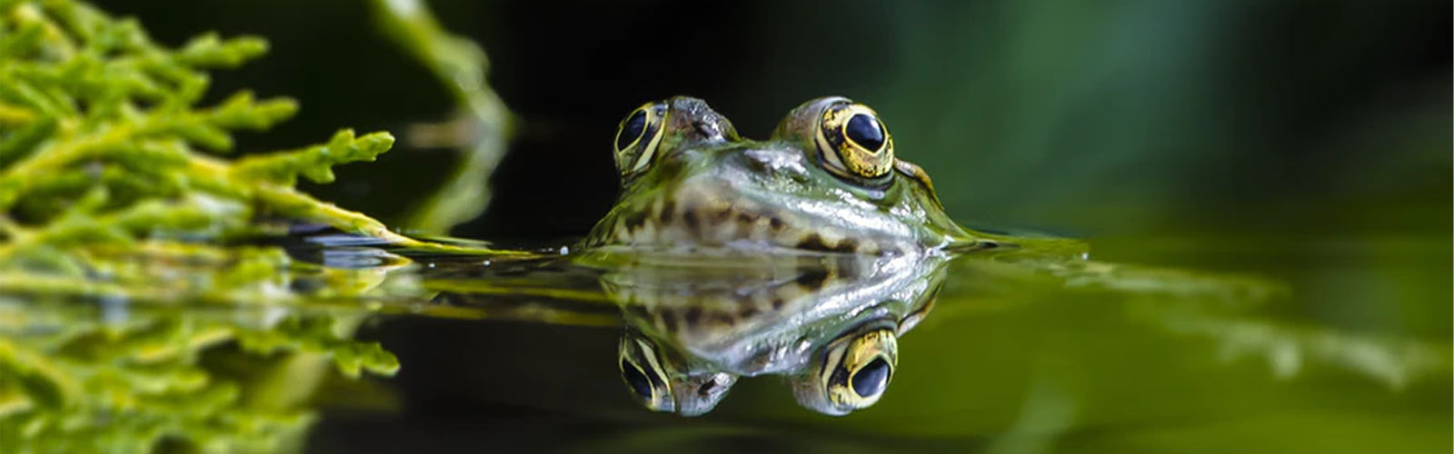 critters on the cut – toadily awesome - CanalsOnline Magazine